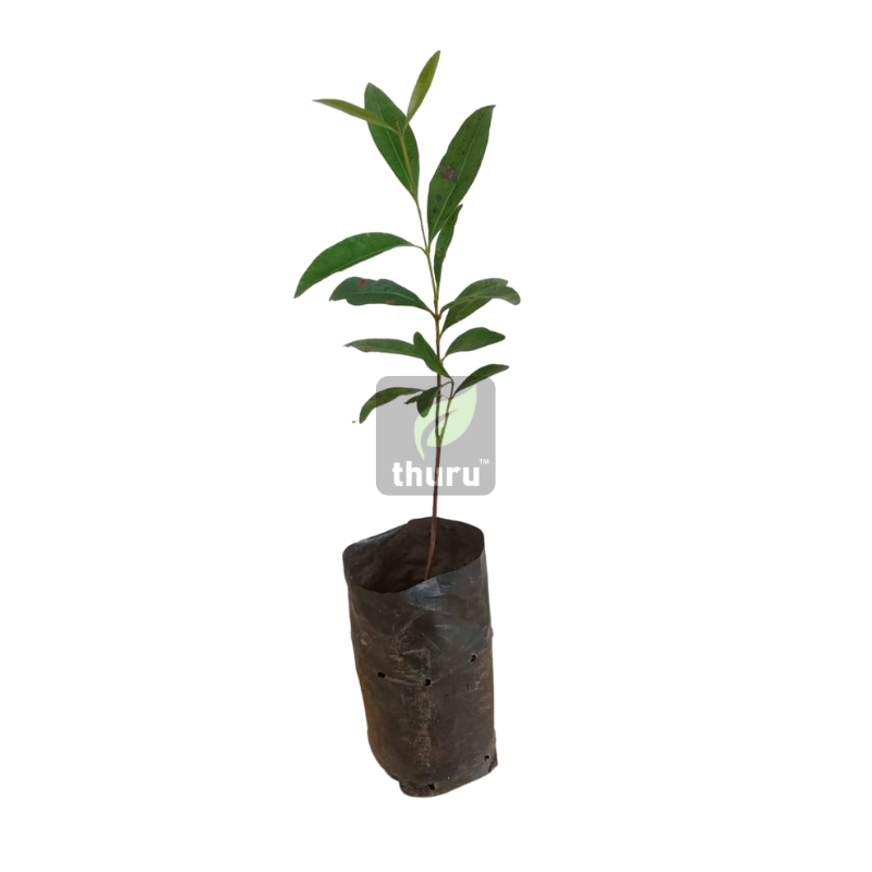 Ma Dan / මාදං/ Java Plum - ( 2 Feet Above / අඩි 4 ) - Thuru Store