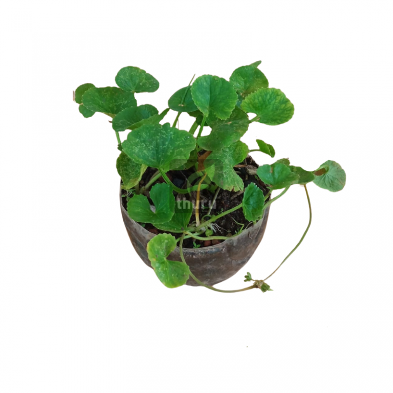 Vegetables and Edible Plants Archives - Thuru Store