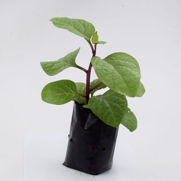 Vegetables and Edible Plants Archives - Thuru Store