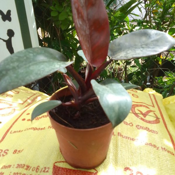 Flowers & Exotic Plants Archives - Thuru Store