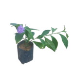 Flowers & Exotic Plants Archives - Thuru Store