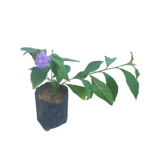 Flowers & Exotic Plants Archives - Thuru Store