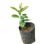 Flowers & Exotic Plants Archives - Thuru Store