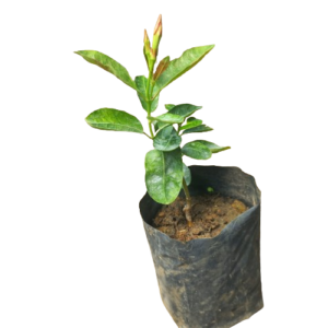 Flowers & Exotic Plants Archives - Thuru Store