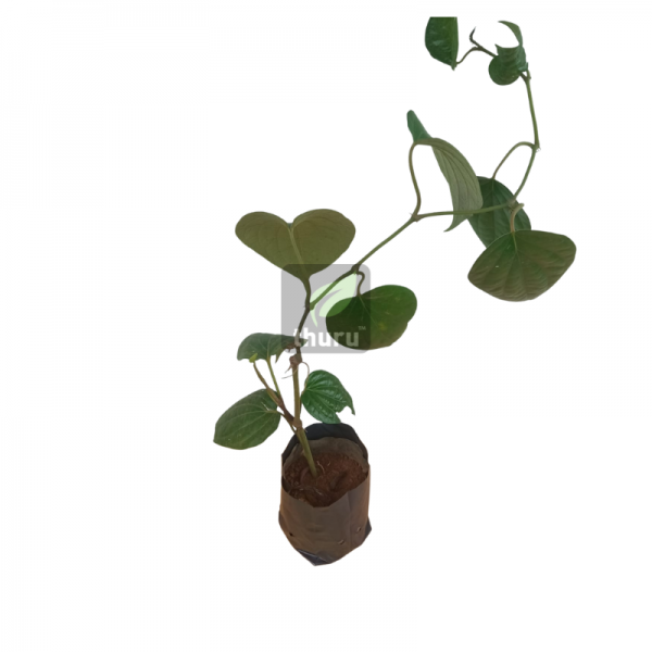 Medicinal Plants & Herbs Archives - Thuru Store