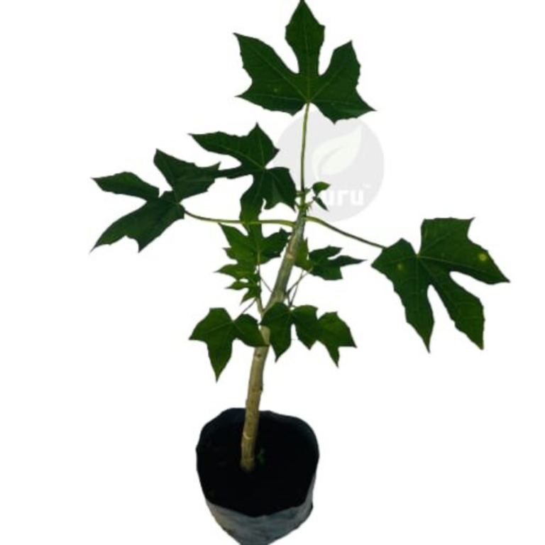 Vegetables and Edible Plants Archives - Thuru Store